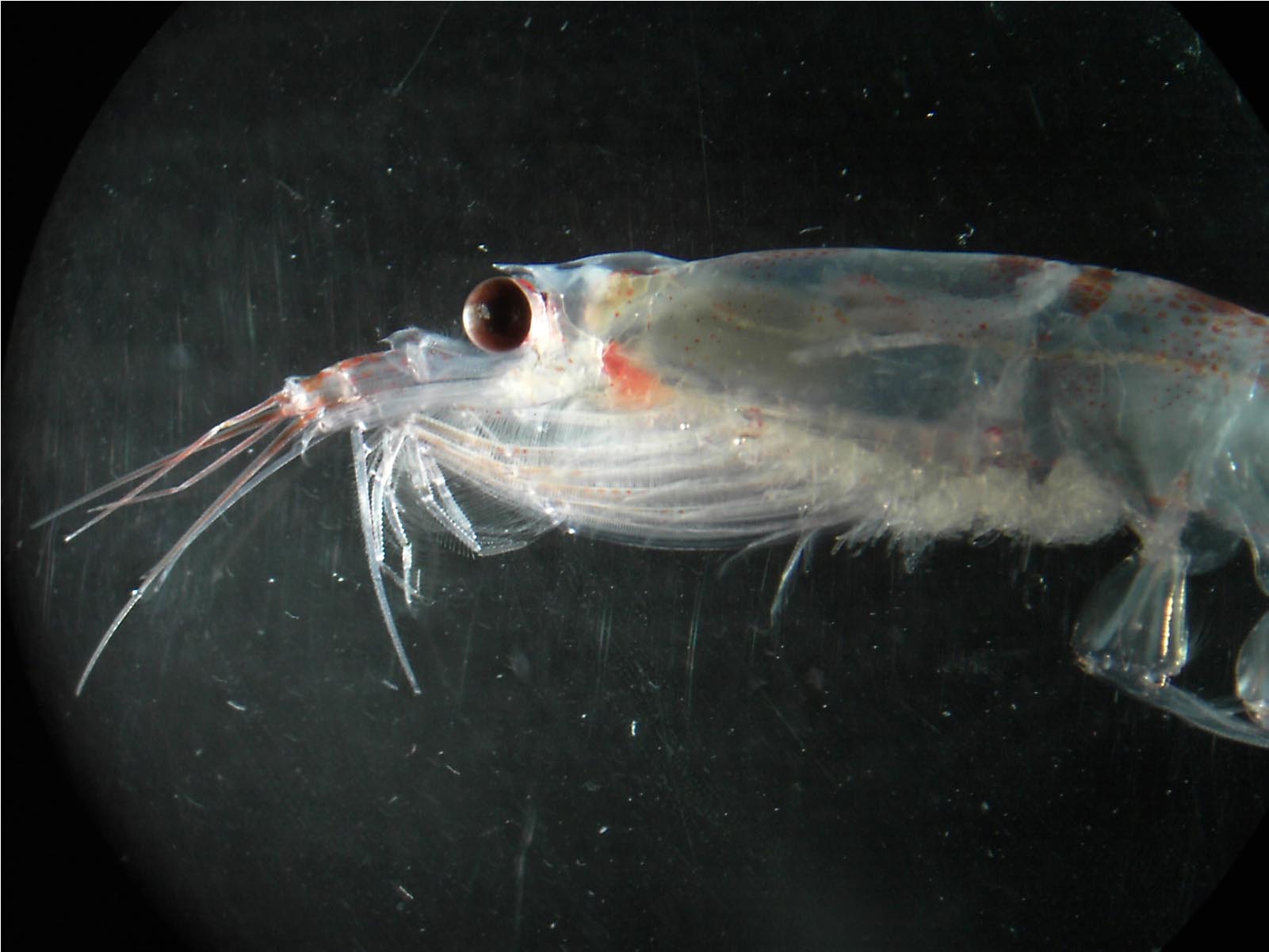 Profile – Marine and Underwater Science Zone